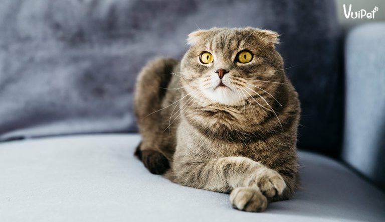 Mèo tai cụp Scottish | Đặc điểm chi tiết và Giá mèo tai cụp