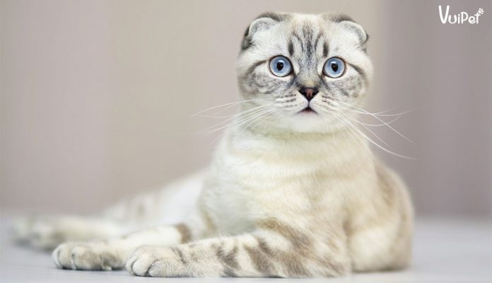 Cách nuôi và chăm sóc Mèo Tai Cụp Scottish Fold chi tiết nhất