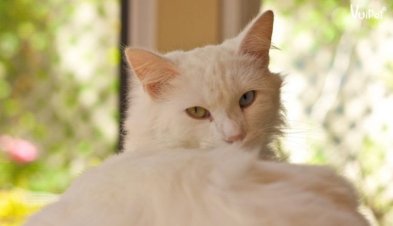 Mèo Angora Thổ Nhĩ Kỳ | Nghĩ là Đẹp Chảnh mà lại Tăng động