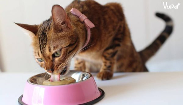 Mèo BENGAL | Từ A-Z đặc điểm, cách nuôi và giá mèo Bengal