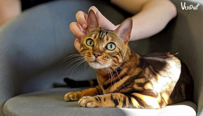 Mèo BENGAL | Từ A-Z đặc điểm, cách nuôi và giá mèo Bengal