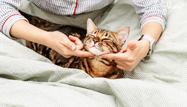 Mèo BENGAL | Từ A-Z đặc điểm, cách nuôi và giá mèo Bengal