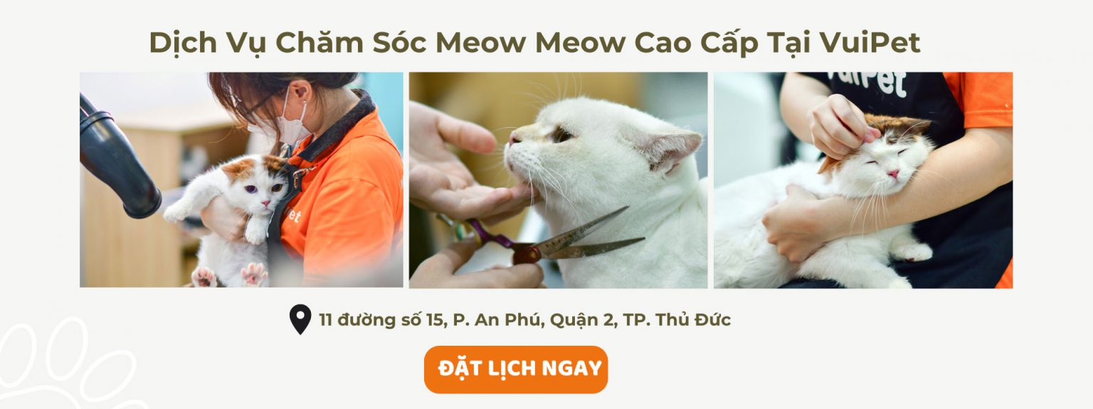 MÈO ALD | Tất tần tật đặc điểm và Giá Mèo Anh Lông Dài