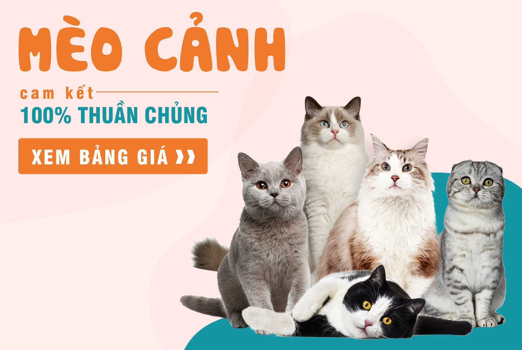 VuiPet | Bán mèo cảnh cam kết uy tín, có tâm nhất thị trường