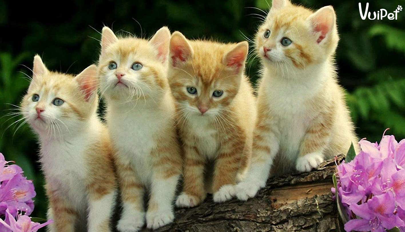 "Bóc phốt" Mèo Đẹp Giá Rẻ và Mèo Cảnh Giá Rẻ Dưới 500k