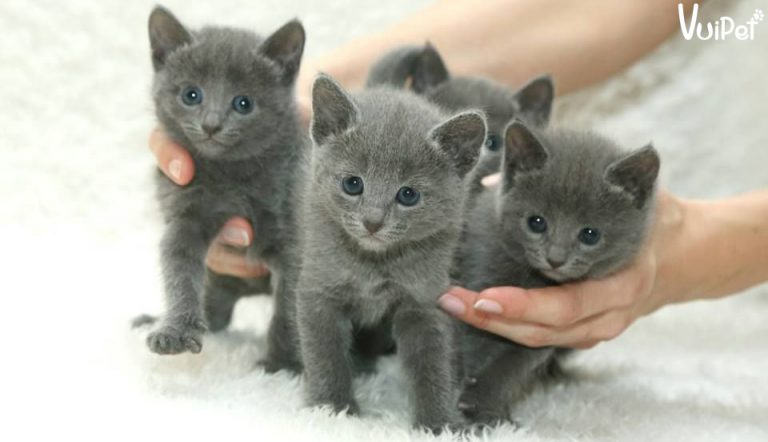 Mua Mèo Cảnh bao nhiêu tiền? Giá Mèo Cảnh mới nhất 2023