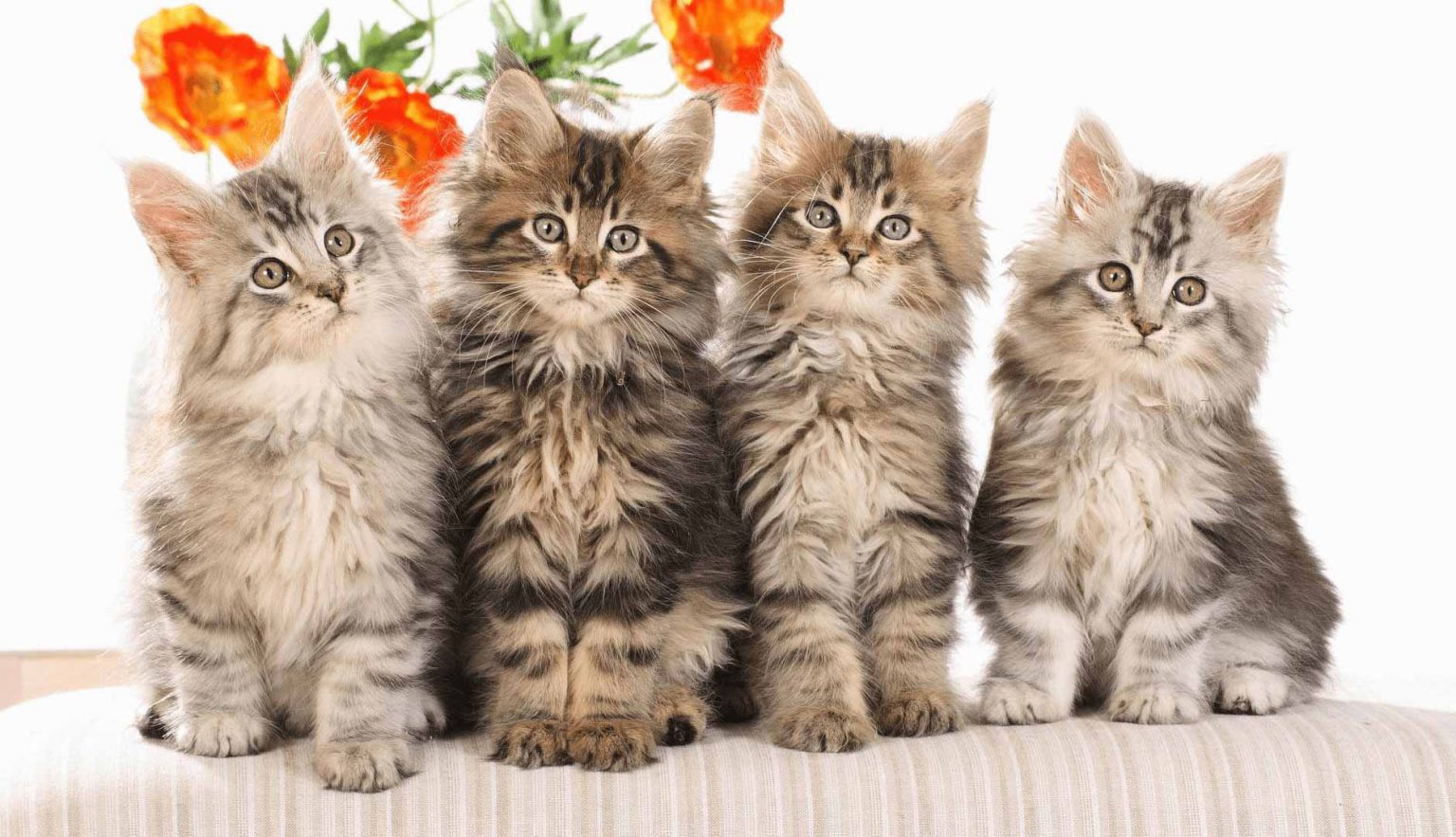 Mua Mèo Cảnh bao nhiêu tiền? Giá Mèo Cảnh mới nhất 2023