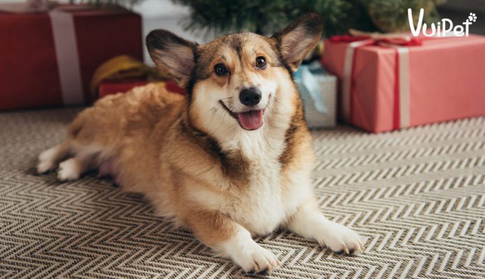 Giá Chó Corgi bao nhiêu? Bảng Giá Chó Corgi chuẩn nhất