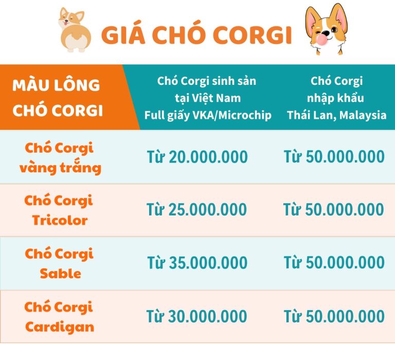 Giá Chó Corgi 2024: Địa Chỉ Mua Uy Tín & Kinh Nghiệm Hữu Ích