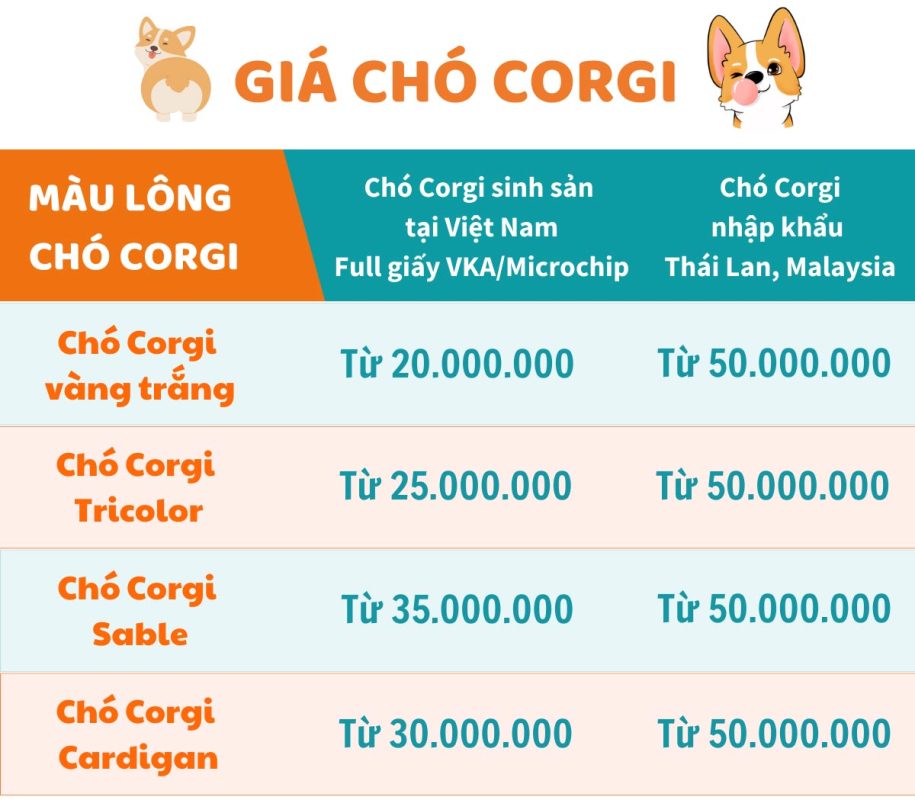 Giá Chó Corgi 2024: Địa Chỉ Mua Uy Tín & Kinh Nghiệm Hữu Ích