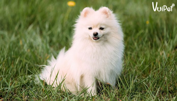 Đừng để bị lừa "Chó phốc sóc mini giá rẻ 500k màu trắng" nữa!