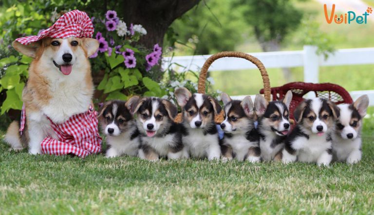 Top 10 Chó Corgi Lai phổ biến: Ngoại hình siêu độc lạ