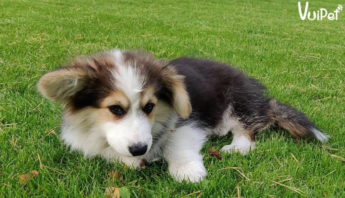 Tất Tần Tật về Corgi Lông Dài - Corgi Fluffy siêu cấp đáng yêu