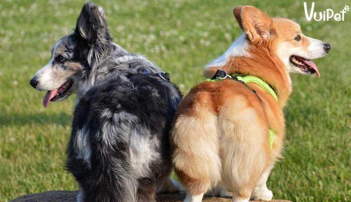 Corgi lông dài - Corgi Fluffy là gì? Corgi Fluffy giá bao nhiêu?