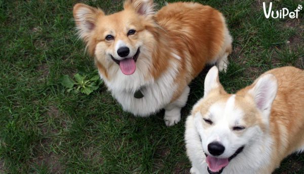 Tất Tần Tật về Corgi Lông Dài - Corgi Fluffy siêu cấp đáng yêu