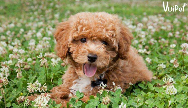 Top 5 giống POODLE LAI phổ biến nhất và Giá Chó Poodle Lai