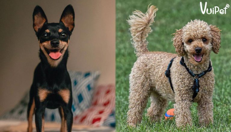 Top 5 giống POODLE LAI phổ biến nhất và Giá Chó Poodle Lai