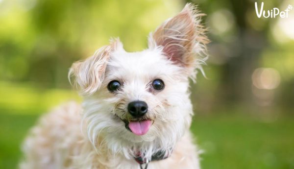 Top 5 giống POODLE LAI phổ biến nhất và Giá Chó Poodle Lai