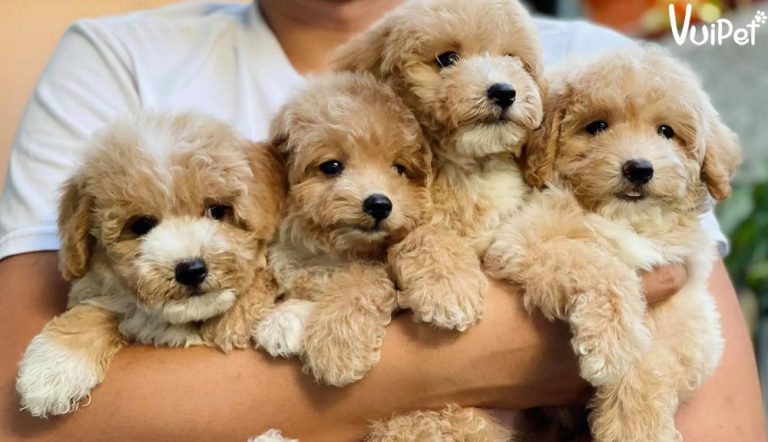 CHÓ POODLE | Đặc điểm - Cách nuôi - Giá mua chi tiết nhất