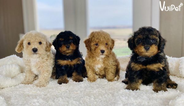 Top 5 giống POODLE LAI phổ biến nhất và Giá Chó Poodle Lai