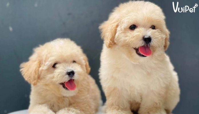 Chó Poodle trắng, Poodle nâu, Poodle xám màu nào đẹp nhất?
