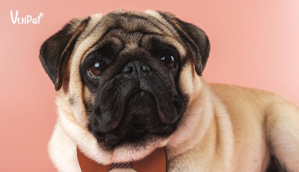 Bật mí 7 sự thật "không ngờ tới" về CHÓ PUG - CHÓ MẶT XỆ
