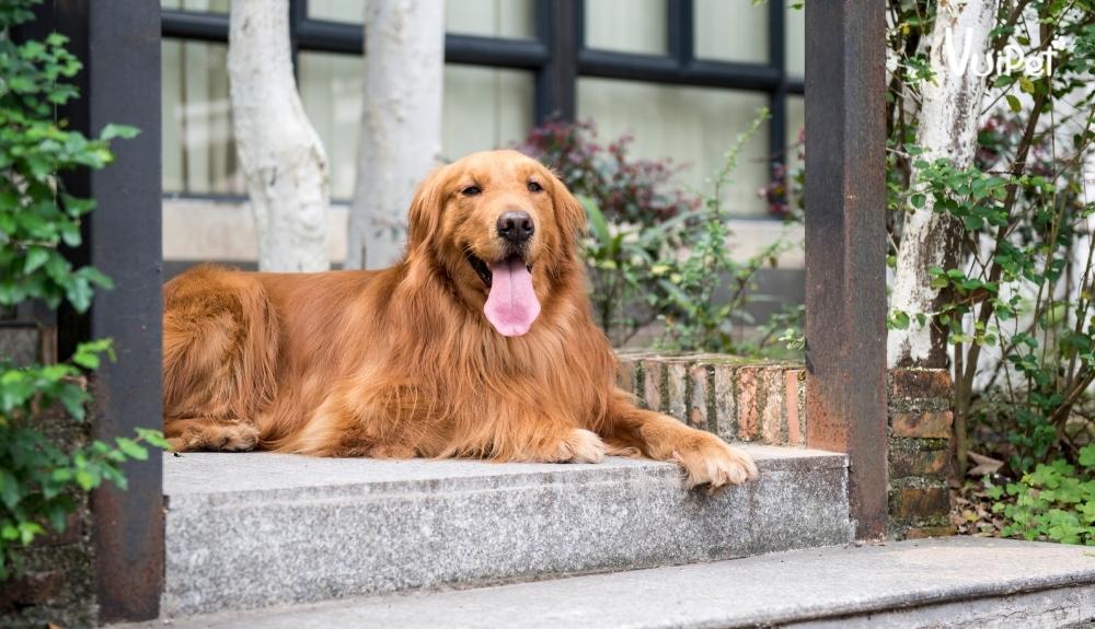 [Chia sẻ] kinh nghiệm Mua Chó Golden Đẹp - Chuẩn - Xịn