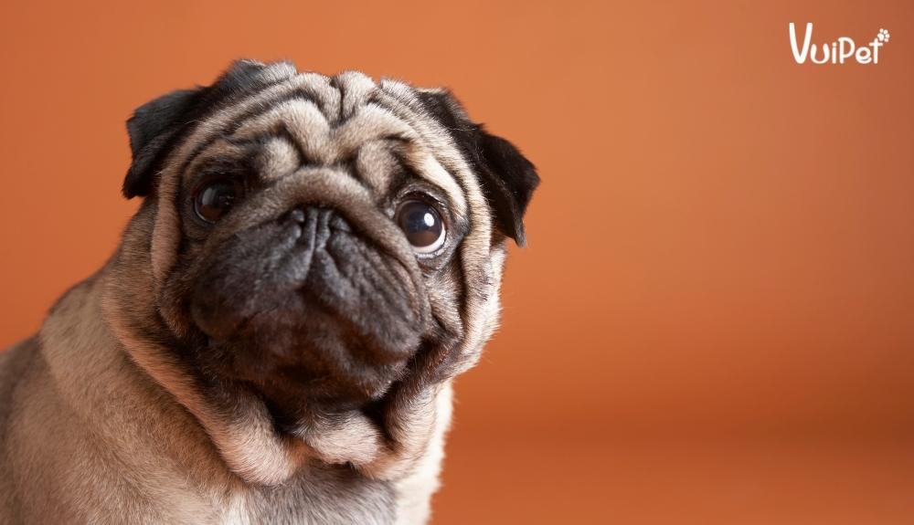 [Chia sẻ kinh nghiệm] Cách nhận biết Chó Pug thuần chủng