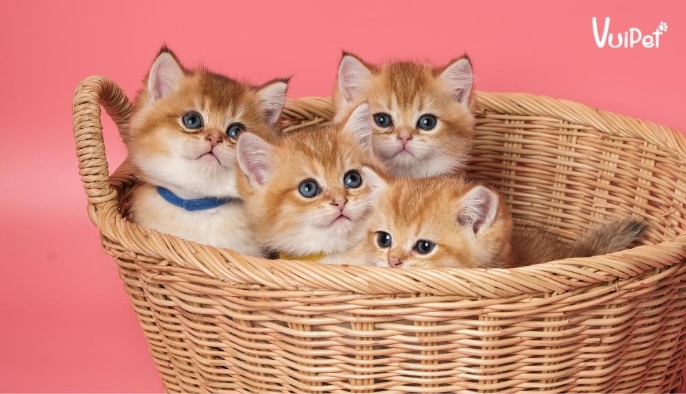 Làm quen với 3 chú MÈO ANH nổi tiếng nhất MXH hiện nay