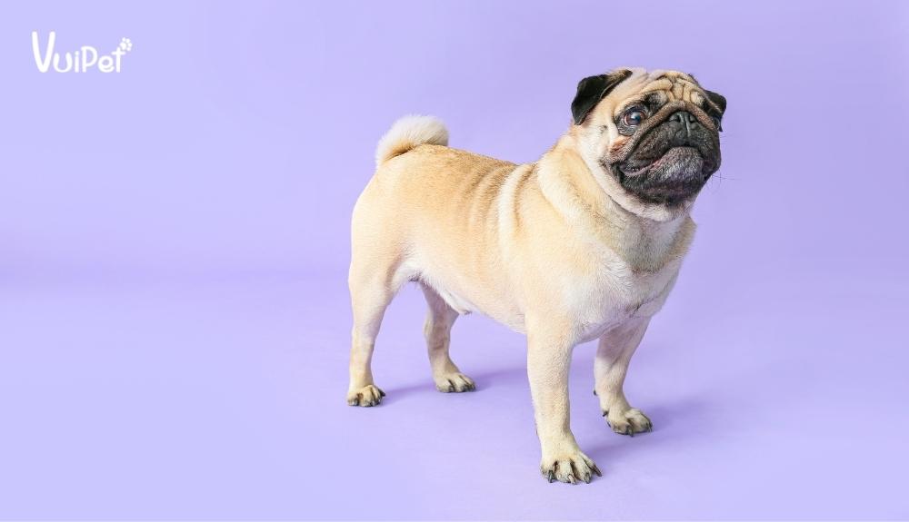 Mua Chó Pug Chuẩn, Đẹp, Xịn - Đây là kinh nghiệm