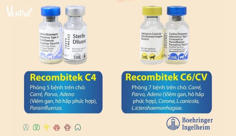 Tiêm Phòng Cho Chó khi nào, bao nhiêu mũi và bao nhiêu tiền?