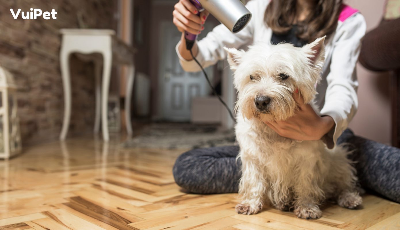 Nên sấy hay để lông khô tự nhiên khi tắm cho chó mèo?
