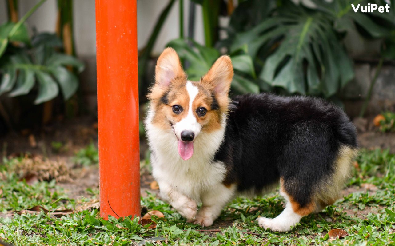 Bé Daisy - Corgi tricorlor
