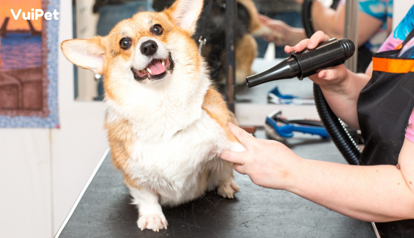 Grooming là gì? Tại sao phải Grooming chó thường xuyên?