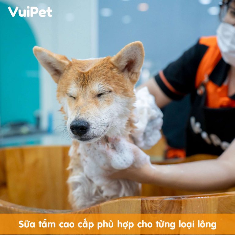Điểm danh top 6 giống CHÓ LÔNG XÙ đẹp và đáng nuôi nhất
