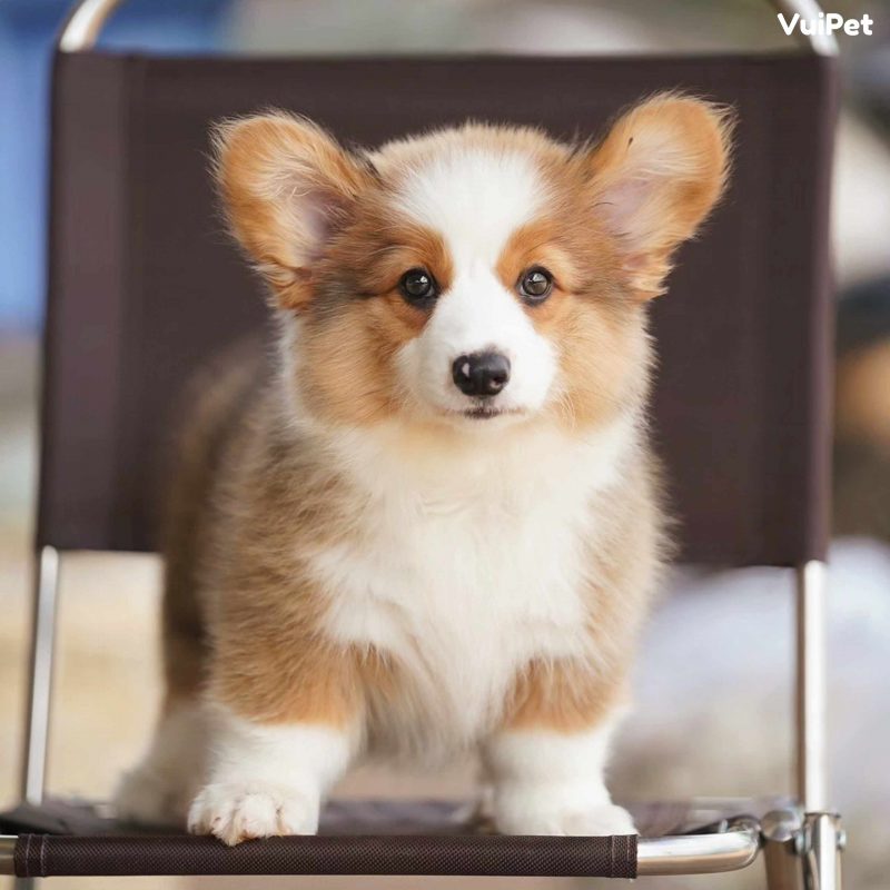 Bé Mec - Corgi mông to