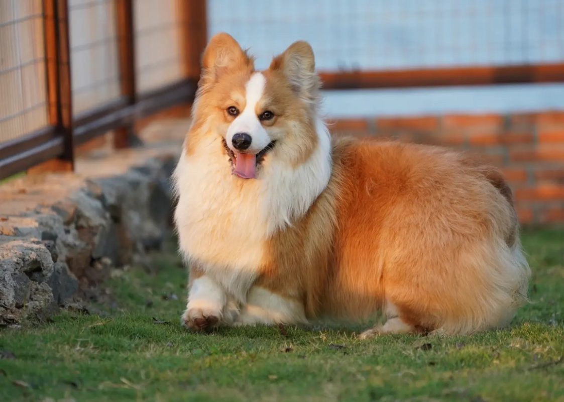 Bé Mec - Corgi mông to