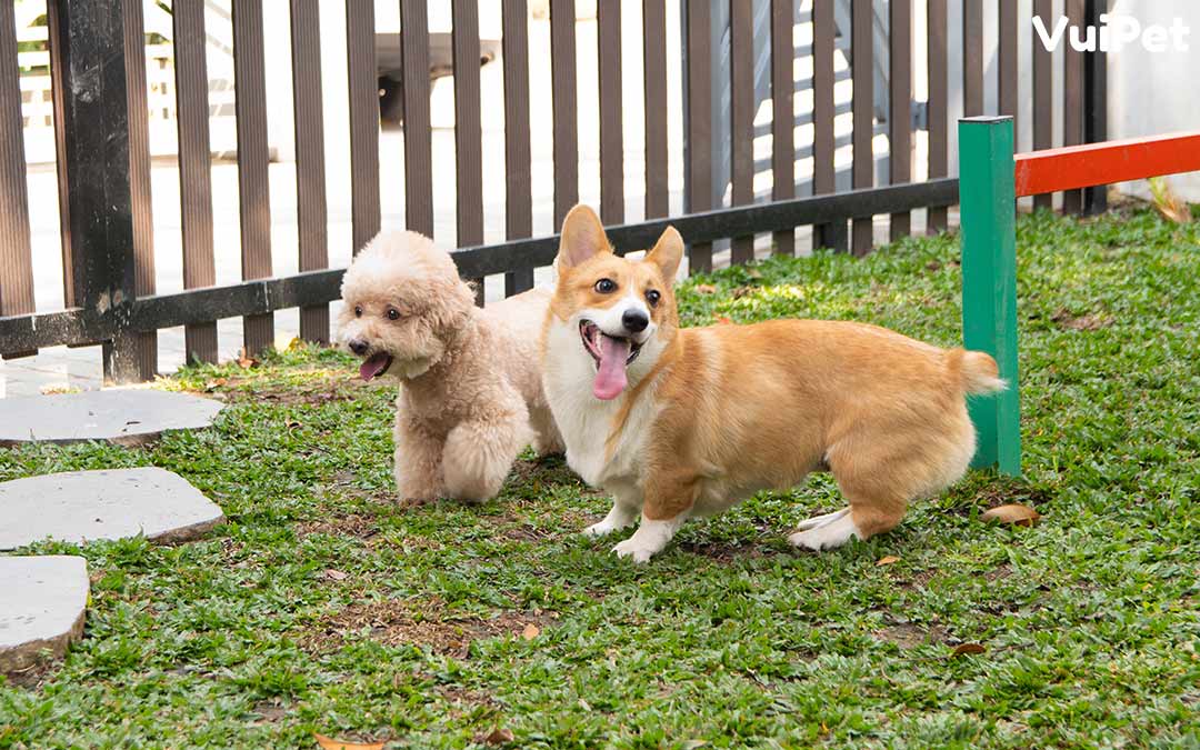 Nhà Trẻ Thú Cưng, Khách Sạn Cho Chó Chuẩn 5 Sao - Có gì bên trong?