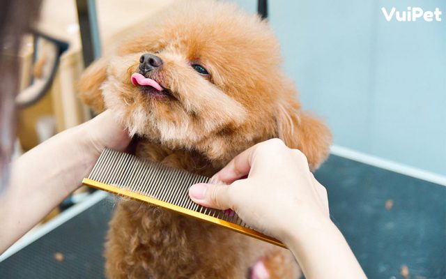 Spa Cho Chó 9 bước thơm tho - Cắt Tỉa Lông Chó đẹp chuẩn 5*
