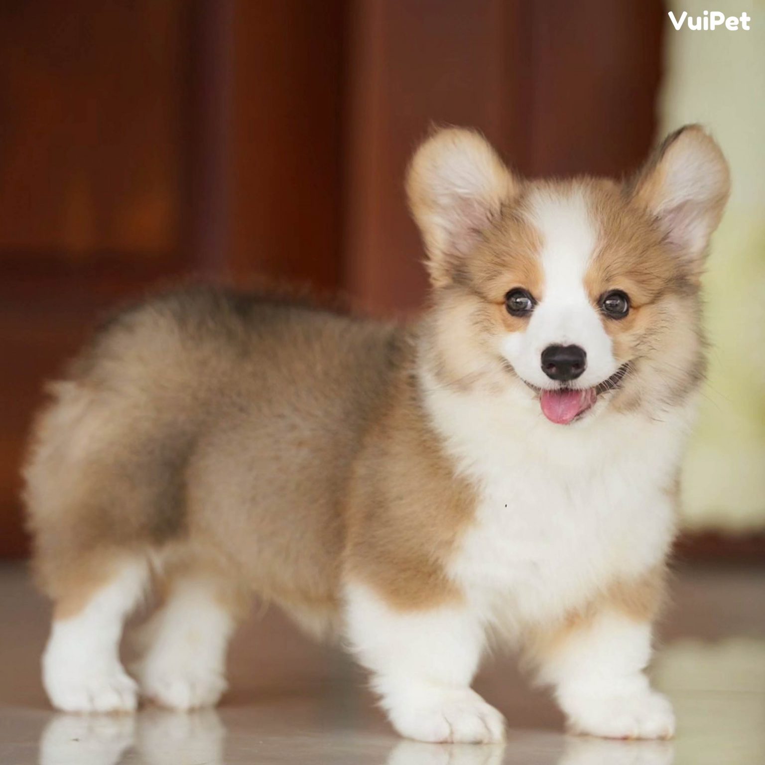 Giá Chó Corgi bao nhiêu? Bảng Giá Chó Corgi chuẩn nhất