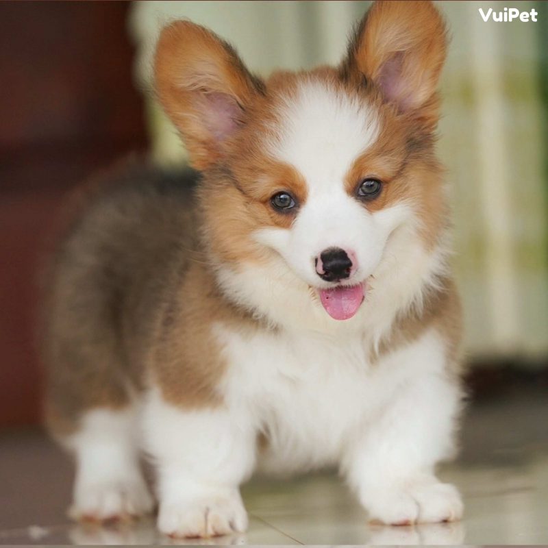 Bé Royce - Corgi mông to