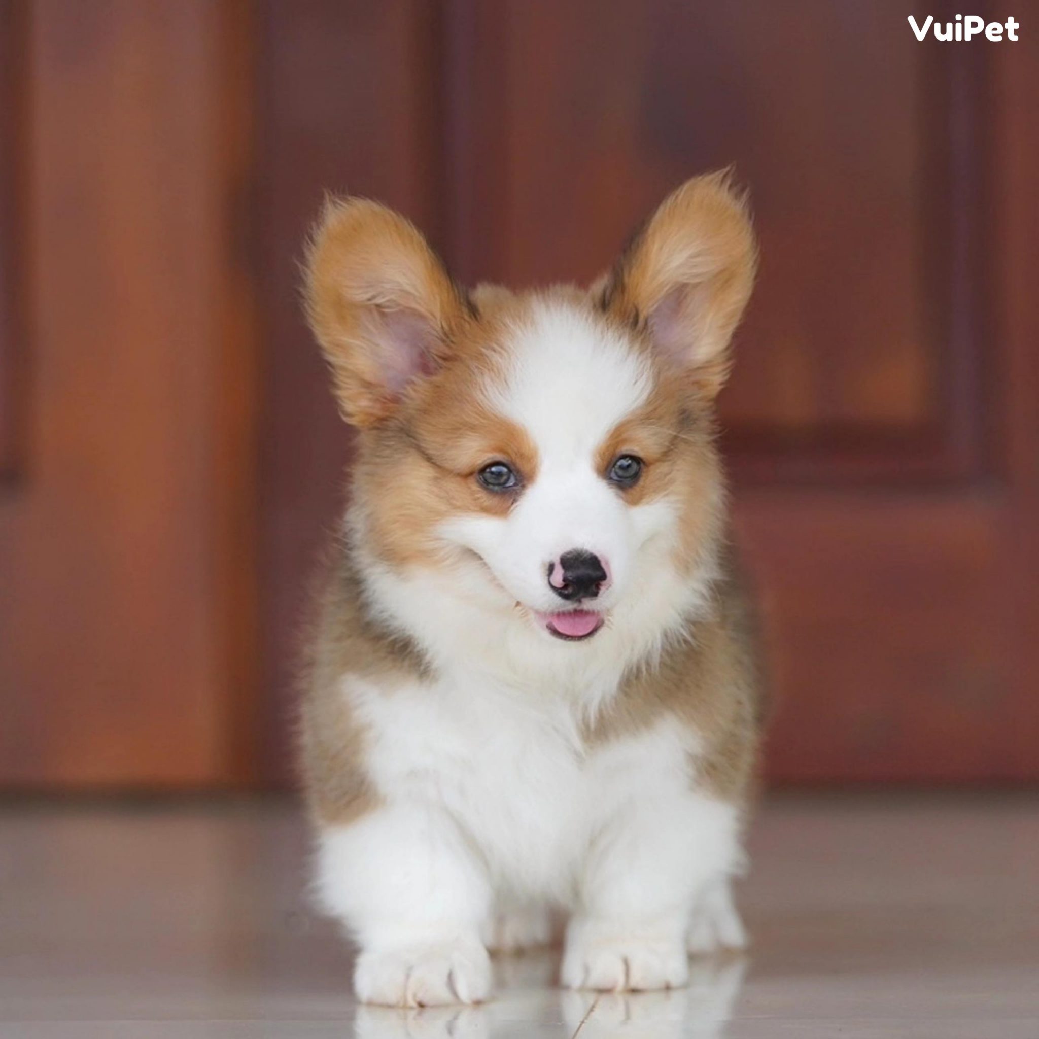 Giá Chó Corgi bao nhiêu? Bảng Giá Chó Corgi chuẩn nhất