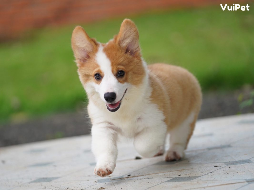 Giá Chó Corgi 2024: Địa Chỉ Mua Uy Tín & Kinh Nghiệm Hữu Ích