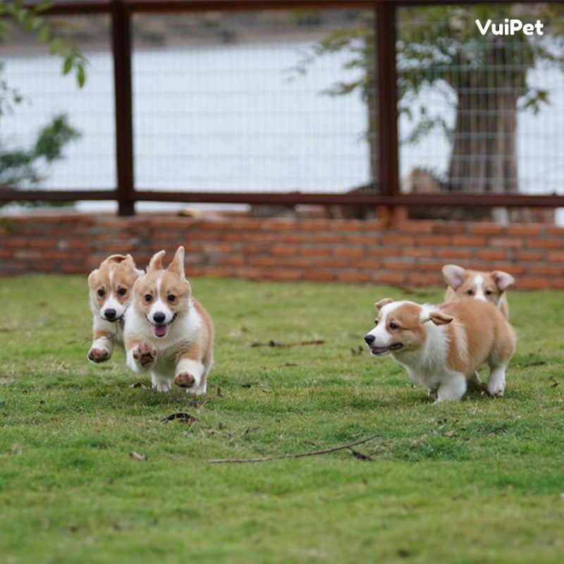 Tất tần tật về chó Chow Chow (Chou Chou) và Giá Chó Chow