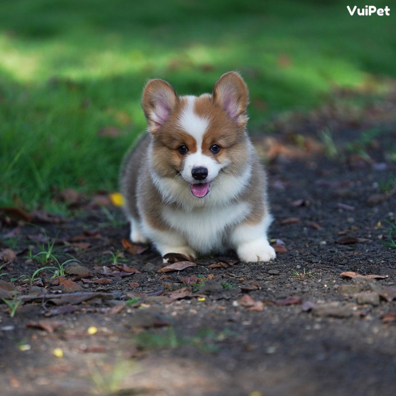 Giá Chó Corgi bao nhiêu? Bảng Giá Chó Corgi chuẩn nhất