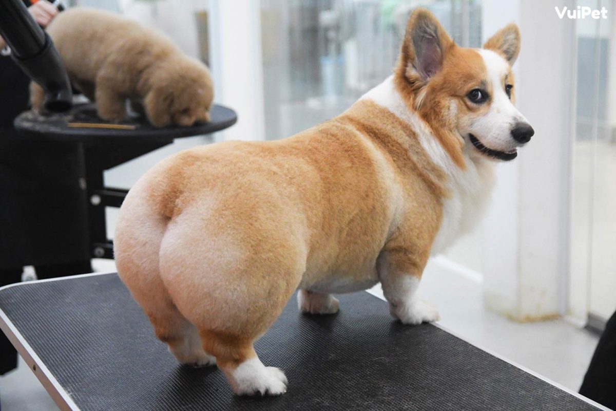 Bách khoa về Giống Chó Corgi Chân Ngắn – Cập nhật 2024!