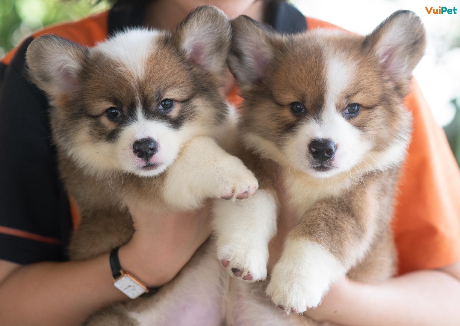 Giá Chó Corgi 2024: Địa Chỉ Mua Uy Tín & Kinh Nghiệm Hữu Ích