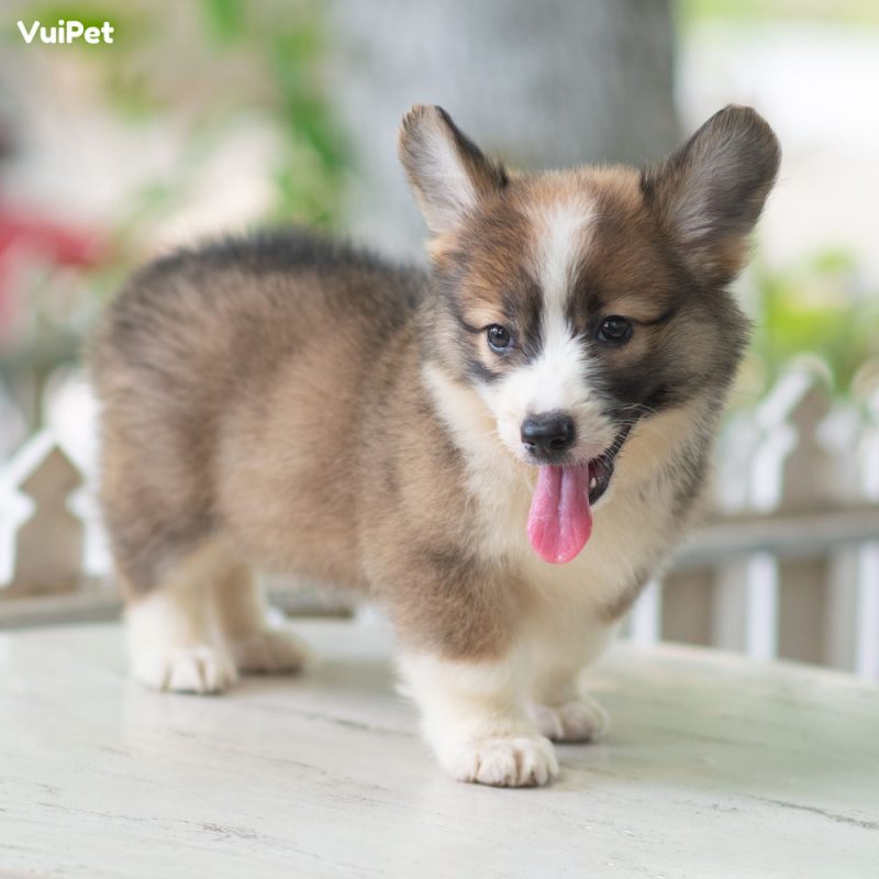 Giá Chó Corgi 2024: Địa Chỉ Mua Uy Tín & Kinh Nghiệm Hữu Ích