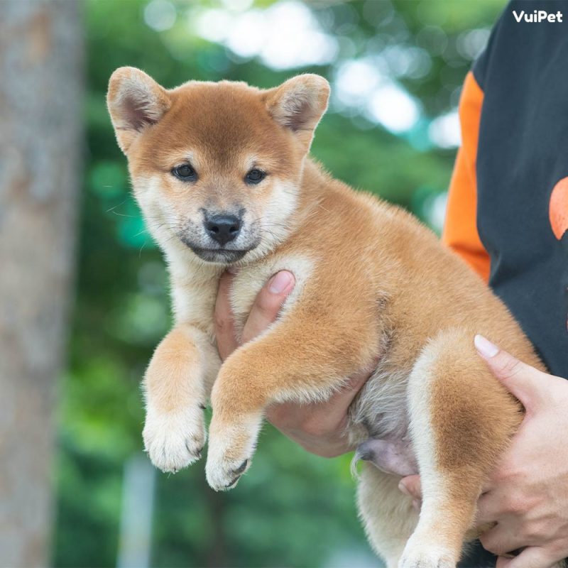 Chó Shiba Inu thuần chủng 100% gen đẹp, bảo hành 30 ngày 1 đổi 1