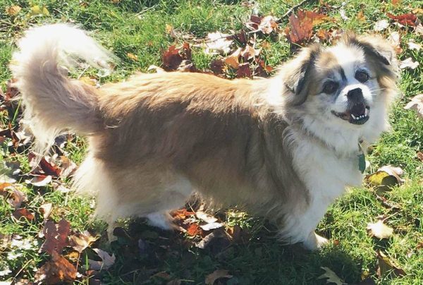 Top 10 Chó Corgi Lai phổ biến: Ngoại hình siêu độc lạ